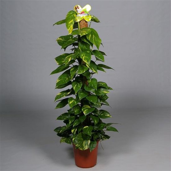 Epipremnum pinnatum op mosstok pot 24 | bol