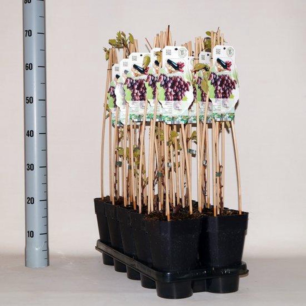 Rode druif - Vitis 'Vanessa' - kleinfruit - fruitstruik - zelf fruit ...