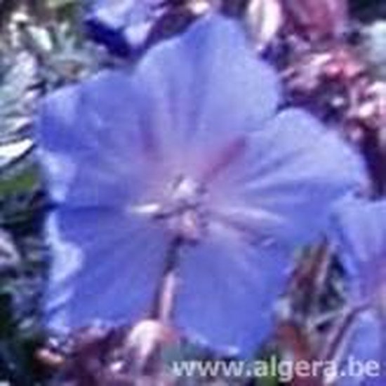 GERANIUM pratense 'Hocus Pocus' (3 planten) | bol.com
