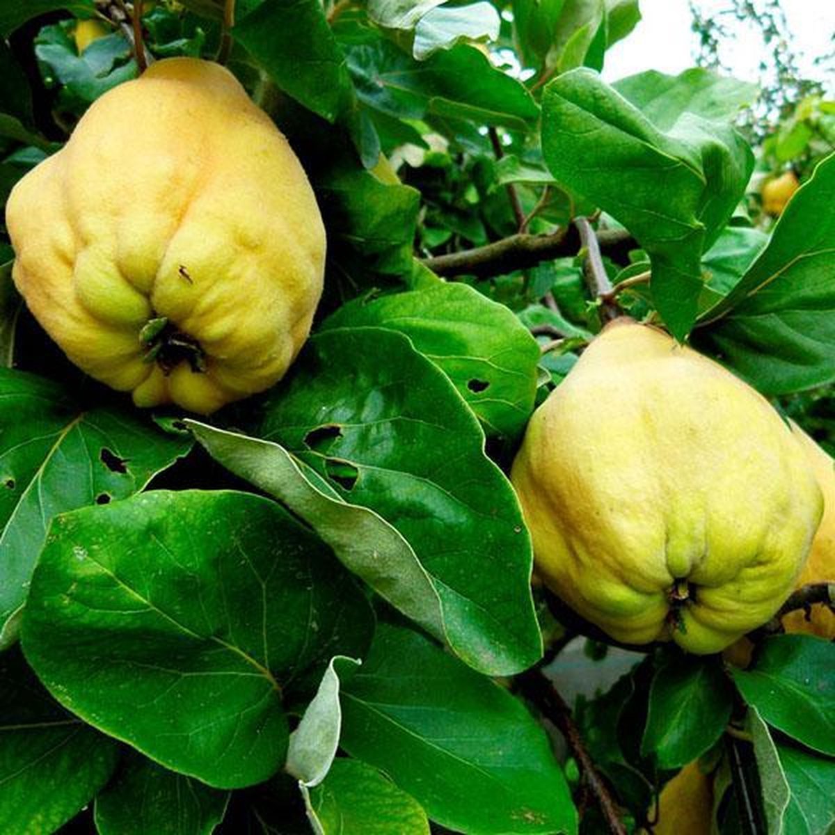 Cydonia Oblonga - Kweepeer Boom Hoogstam 250cm Blote Wortel | bol.com