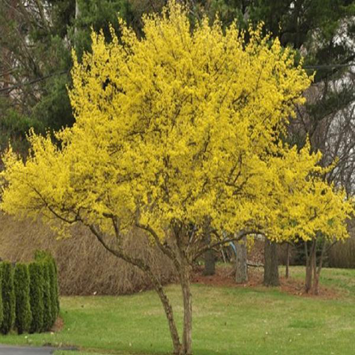 Cornus Mas - Cornouiller mâle - Arbre Hauteur 275 cm en motte | bol.com