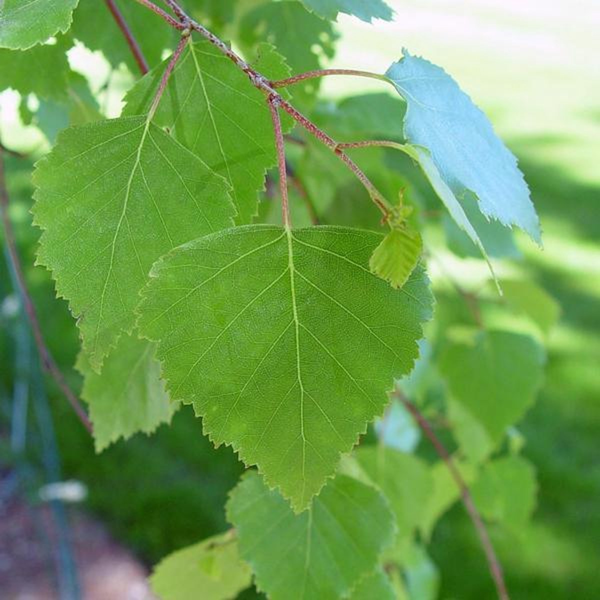 Betula Pendula - Bouleau commun - Arbre Tige 6-8 cm Racines nues | bol.com