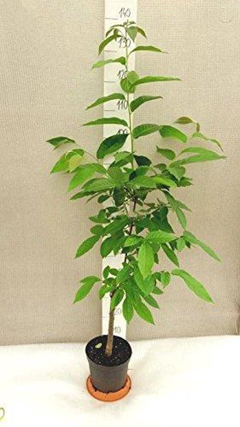 Diospyros lotus ( mini-Kaki ) | Totale hoogte 120+cm met 40cm stam en ...
