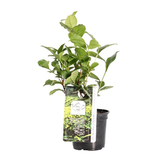 Theeplanten - Thee Plant 4 stuks ( Camellia sinensis ) | bol