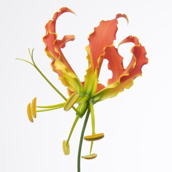 30x Gloriosa leonella 20cm | bol