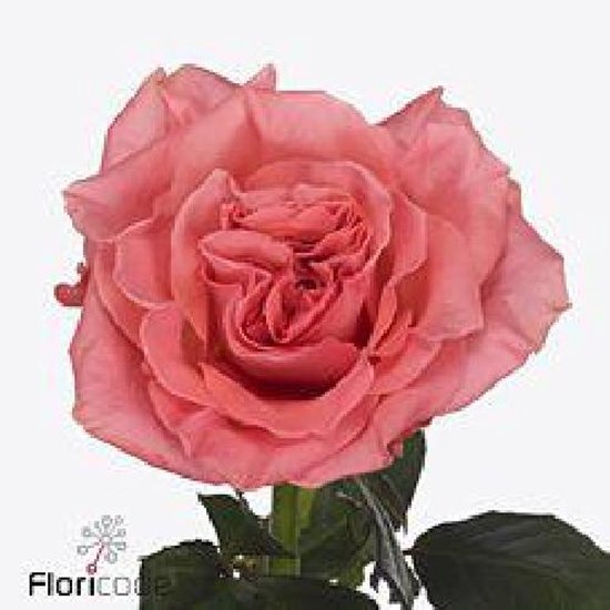 10x Rosa blushing reeva 50cm | bol