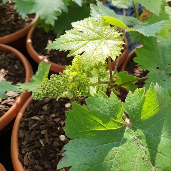 Witte Druivenplant - Vroege van der Laan | bol.com