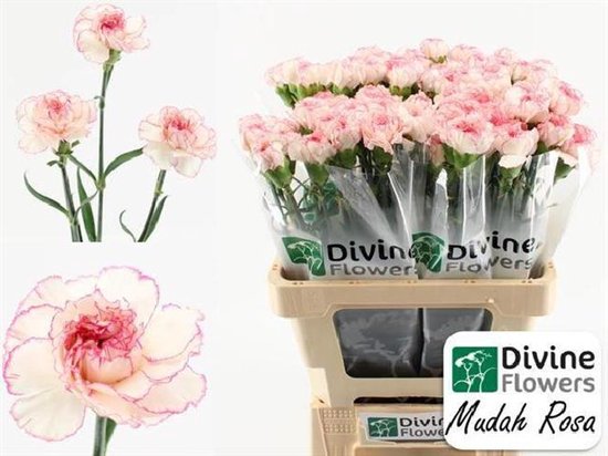 20x Dian.mudah rosa 60cm | bol