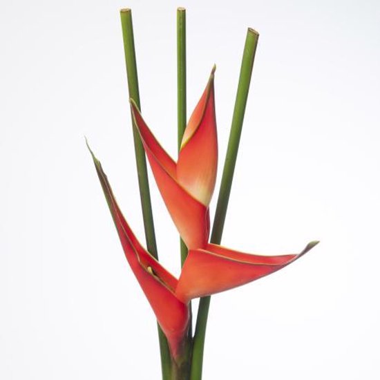 2x Helic.tropical 80cm | bol