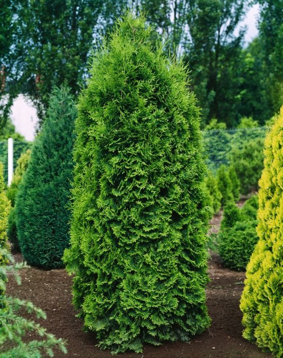 Plants Online - Haagplanten - Coniferen - Tuinplanten - Sier coniferen ...