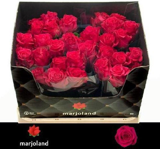 10x Rosa xoch 70cm | bol