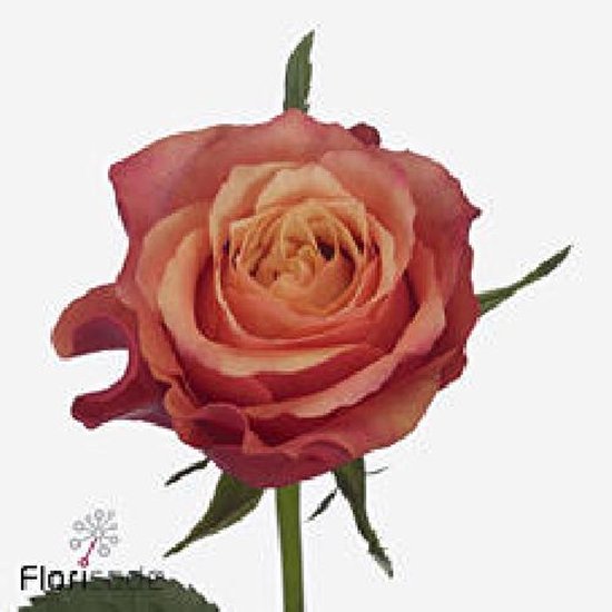 10x Rosa firelight 50cm | bol