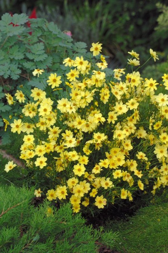 Plants Online - Tuinplanten - Vaste planten - Set van 5 - Coreopsis ...