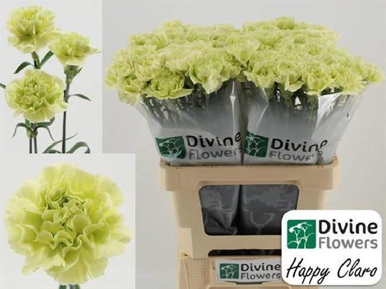 20x Dian.happy claro 60cm | bol