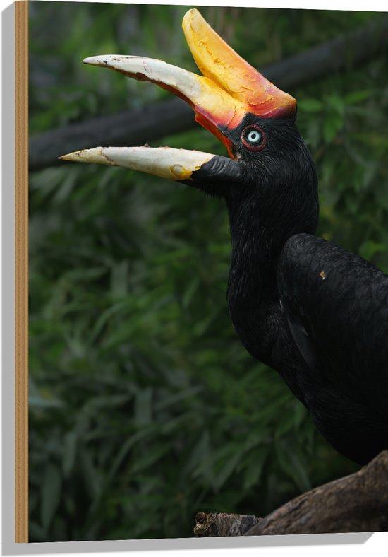 Hout - Kleurrijke Neushoorn Vogel in het Bos - 50x75 cm - 9 mm dik ...