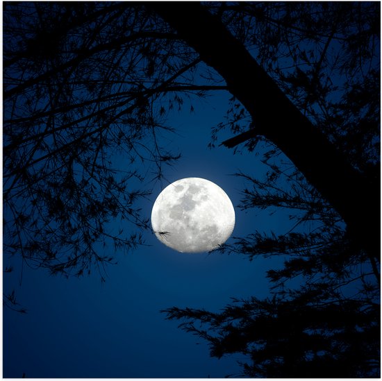 Poster (Mat) - Maan tussen de Silhouetten van de Bomen - 50x50 cm Foto ...