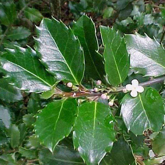 Hulst - Ilex meserveae 'Blue Prince' 40-60 cm | bol
