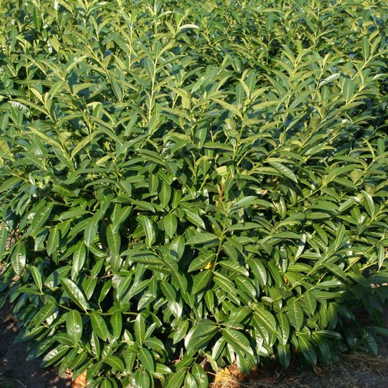 Laurierkers - Prunus laurocerasus 'Herbergii' 40-60 cm | bol