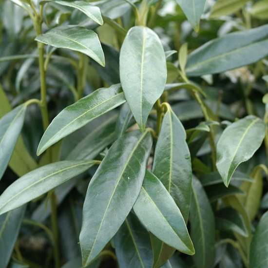 Laurierkers - Prunus laurocerasus 'Herbergii' 40-60 cm | bol