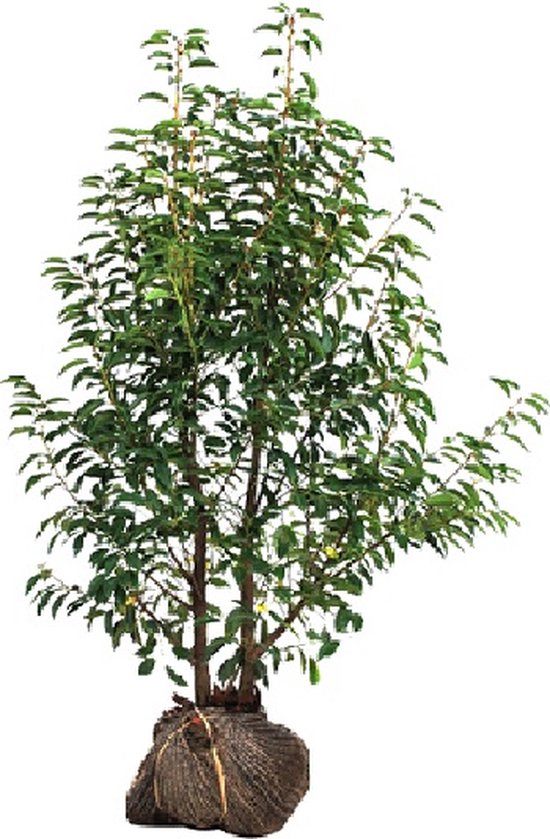 Portugese laurier - Prunus lusitanica 'Angustifolia' - 40-50 cm | bol