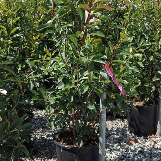 Glansmispel - Photinia fras. 'Red Robin' - 60-80 cm | bol
