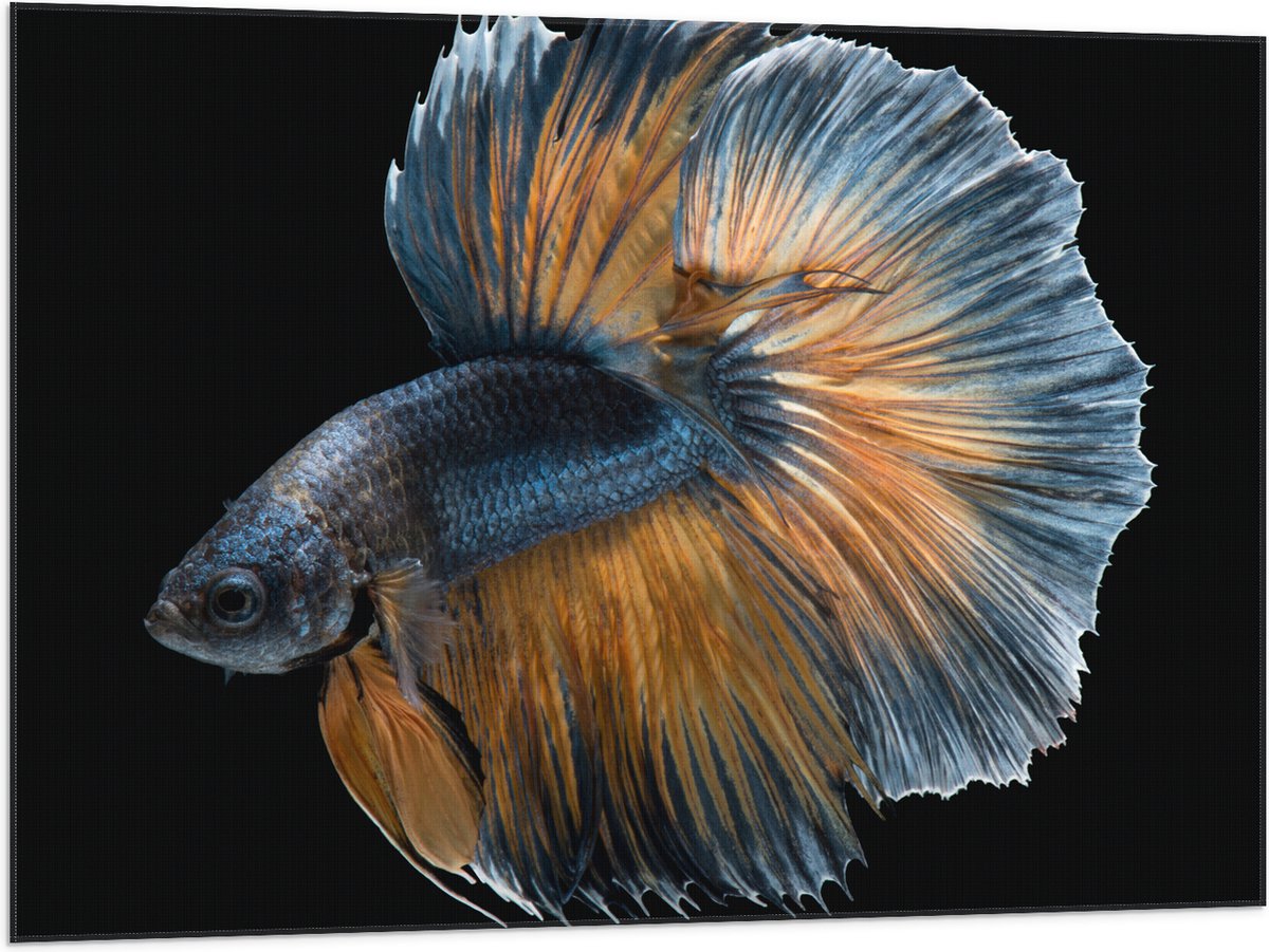 Vlag - Blauw met Oranje Vis met Dansende Vinnen tegen Zwarte ...