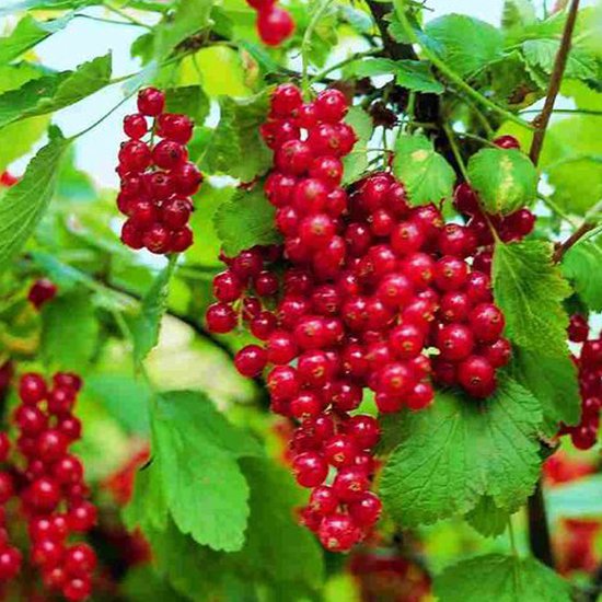 Rode trosbes / Rode aalbes / Jenever - Ribes rubrum ‘Jonkheer van Tets ...