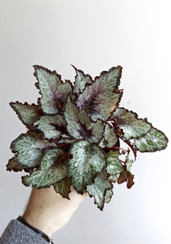 Begonia rex Raindance ↨ 25cm - hoge kwaliteit planten | bol.com