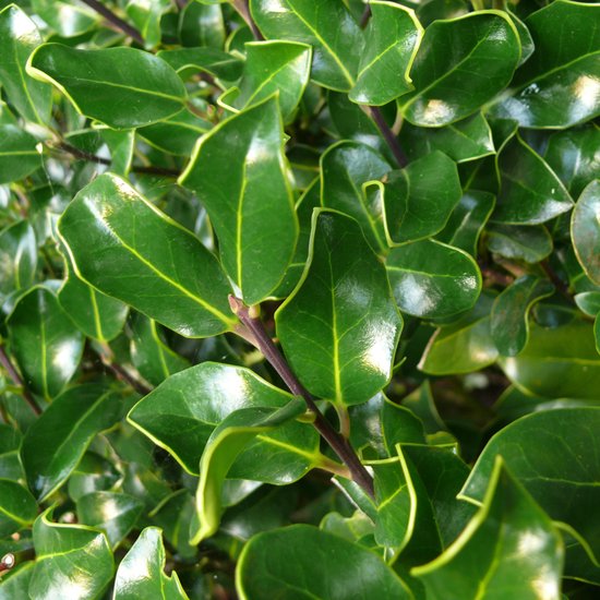 Hulst - Ilex aquifolium 'J.C. Van Tol' 40-60 cm | bol