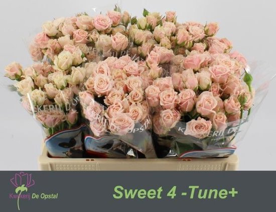DutchFlowers - Boeket - 10x Rosa sweet 4 tune 50cm | bol