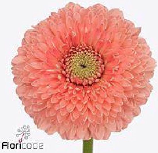 DutchFlowers - Boeket - 60x Germini gerponi jive 40cm | bol