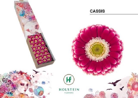 DutchFlowers - Boeket - 60x Germini cassis 40cm | bol