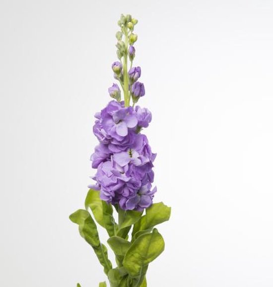 DutchFlowers - Boeket - 10x Violier centum lavender 60cm | bol
