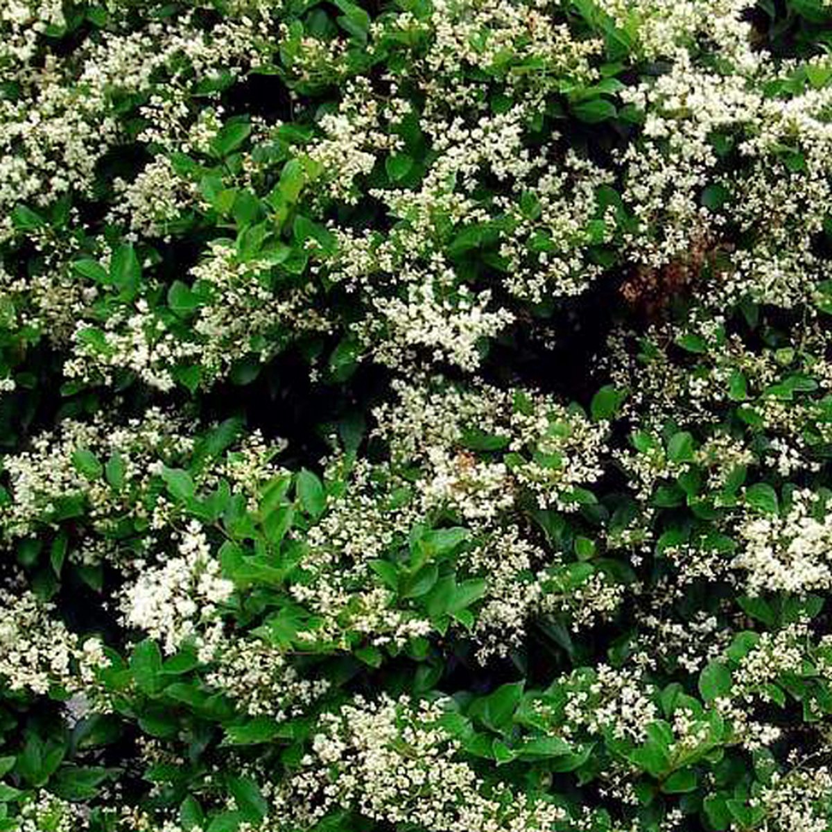Liguster - Ligustrum japonicum - 60-80 cm | bol