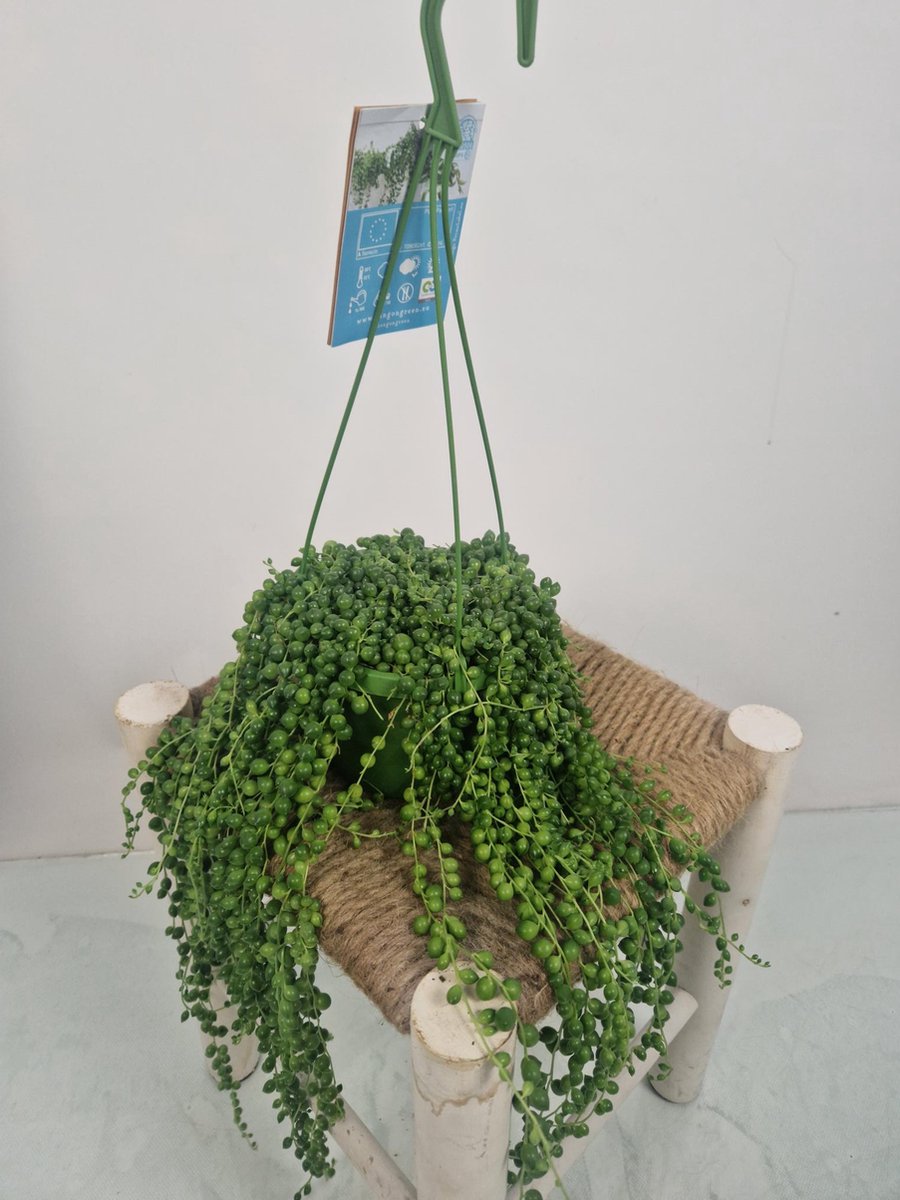 Senecio rowleyanus - erwtenplant - potmaat 14 cm - hangplant - Plants ...