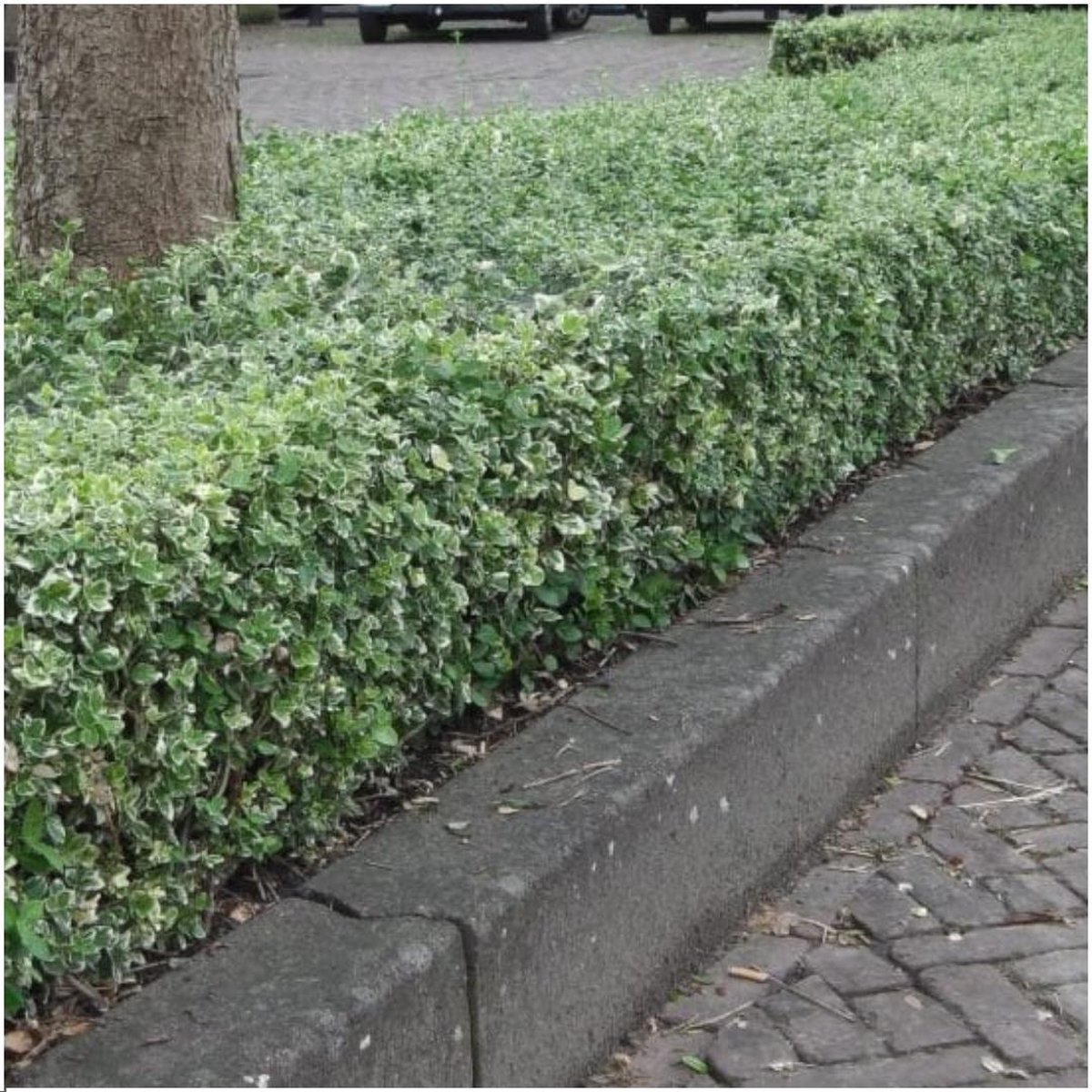 1 meter bonte Kardinaalsmuts haag - Euonymus fortunei 'Emerald Gaiety ...