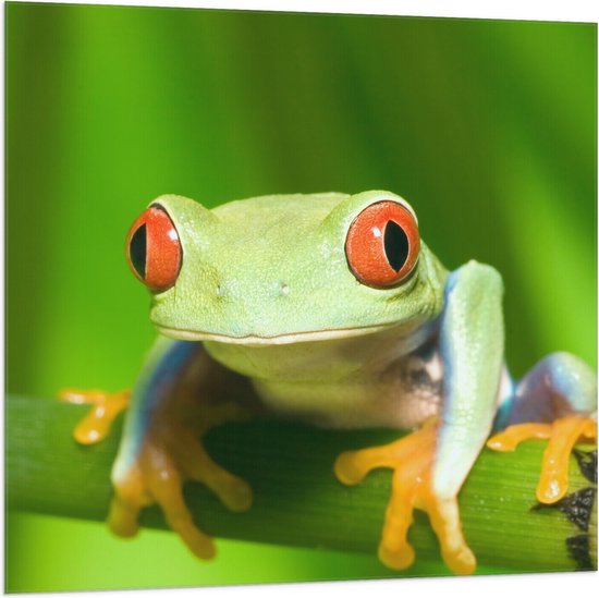 Vlag - Groene kikker met rode ogen zit op stengel van een plant ...