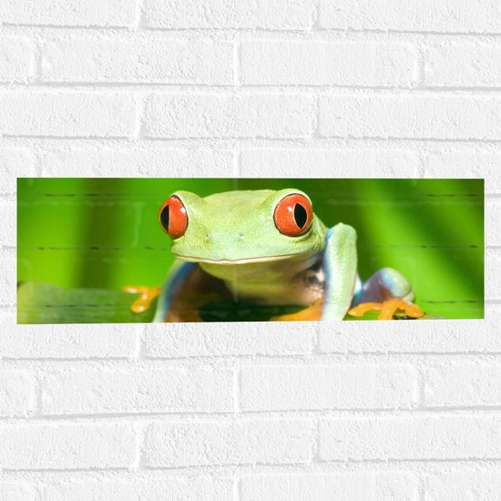 Muursticker - Groene kikker met rode ogen zit op stengel van een plant ...