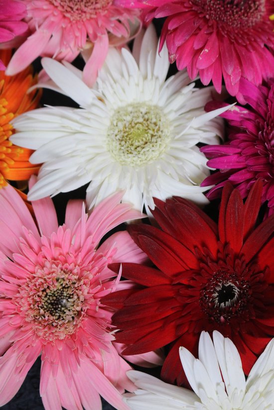 Gerbera mix - 20 stuks - Vers van de kweker | bol