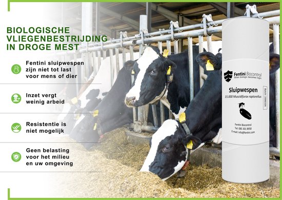 Sluipwespen tegen vliegen in uw stal met droge of stromest - Sluipwesp ...