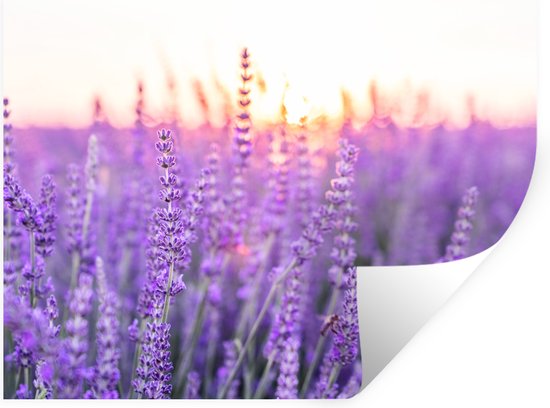 Muurstickers - Sticker Folie - Lavendel - Close-up - Paars - Bloemen ...