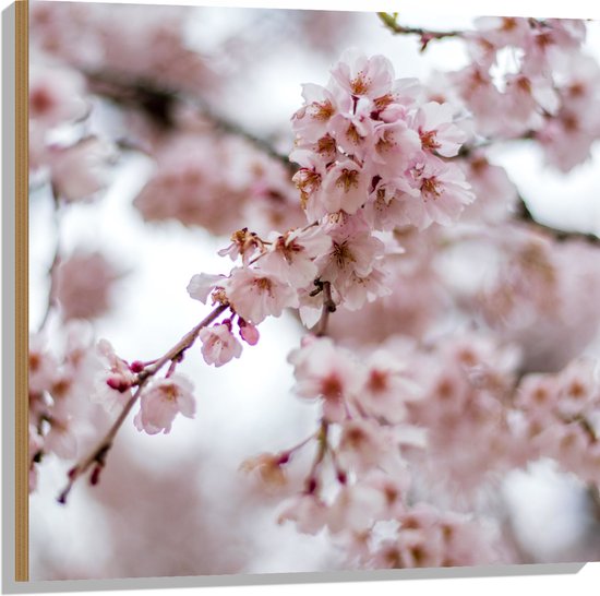 Hout - Bomen - Takken - Bloemen - Bloesem - 80x80 cm - 9 mm dik - Foto ...