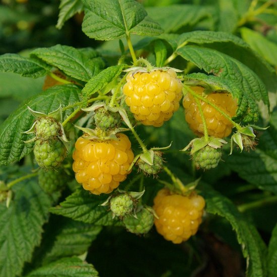 Zomerframboos - Rubus idaeus ‘Golden Everest’ - Struik 30-50 cm | bol