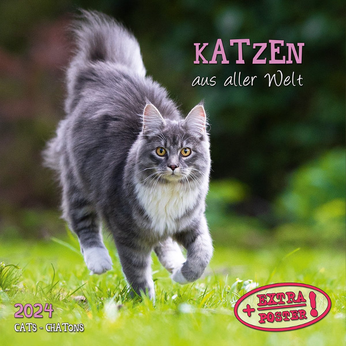 Katten Kalender 2024 | bol