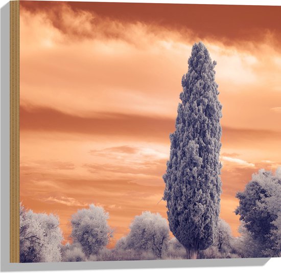 Hout - Bomen - Landschap - Natuur - Kleuren - 50x50 cm - 9 mm dik ...