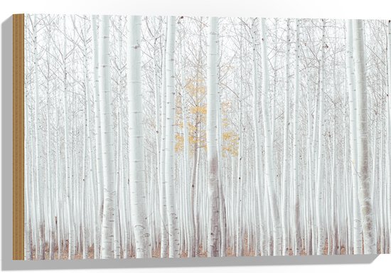 Hout - Bomen - Bossen - Boomstammen - Wit - Natuur - 60x40 cm - 9 mm ...