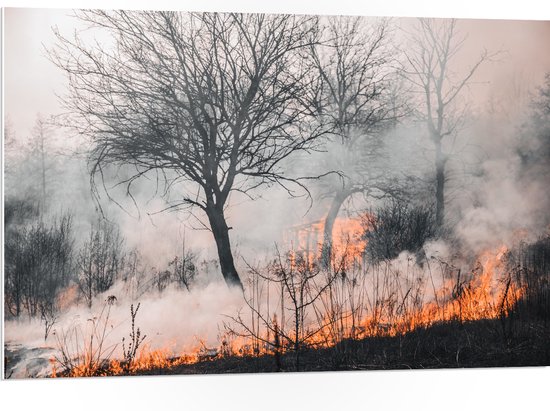 PVC Schuimplaat- Bomen - Planten - Brand - Vuur - Rook - 105x70 cm Foto ...
