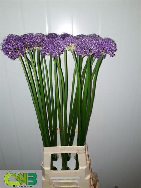 DutchFlowers - Boeket - 10x Calla paco 60cm | bol