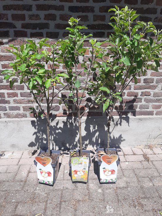 merkloos-set van 3 appel bomen- laagstam-120 cm hoog | bol.com