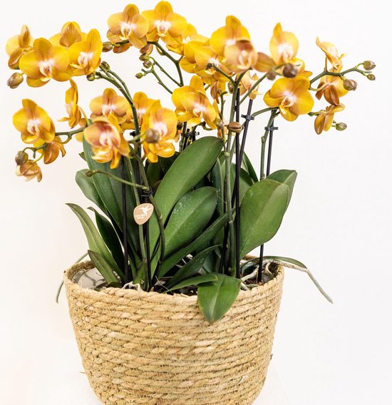 Echte Blikvanger, Oranje Orchideën Plantenset in Katoenen Mand, KadoTip ...